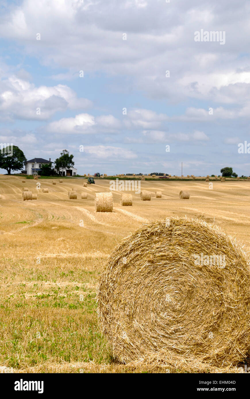 A field of freshly cut round hay bales being harvested by an Ontario ...