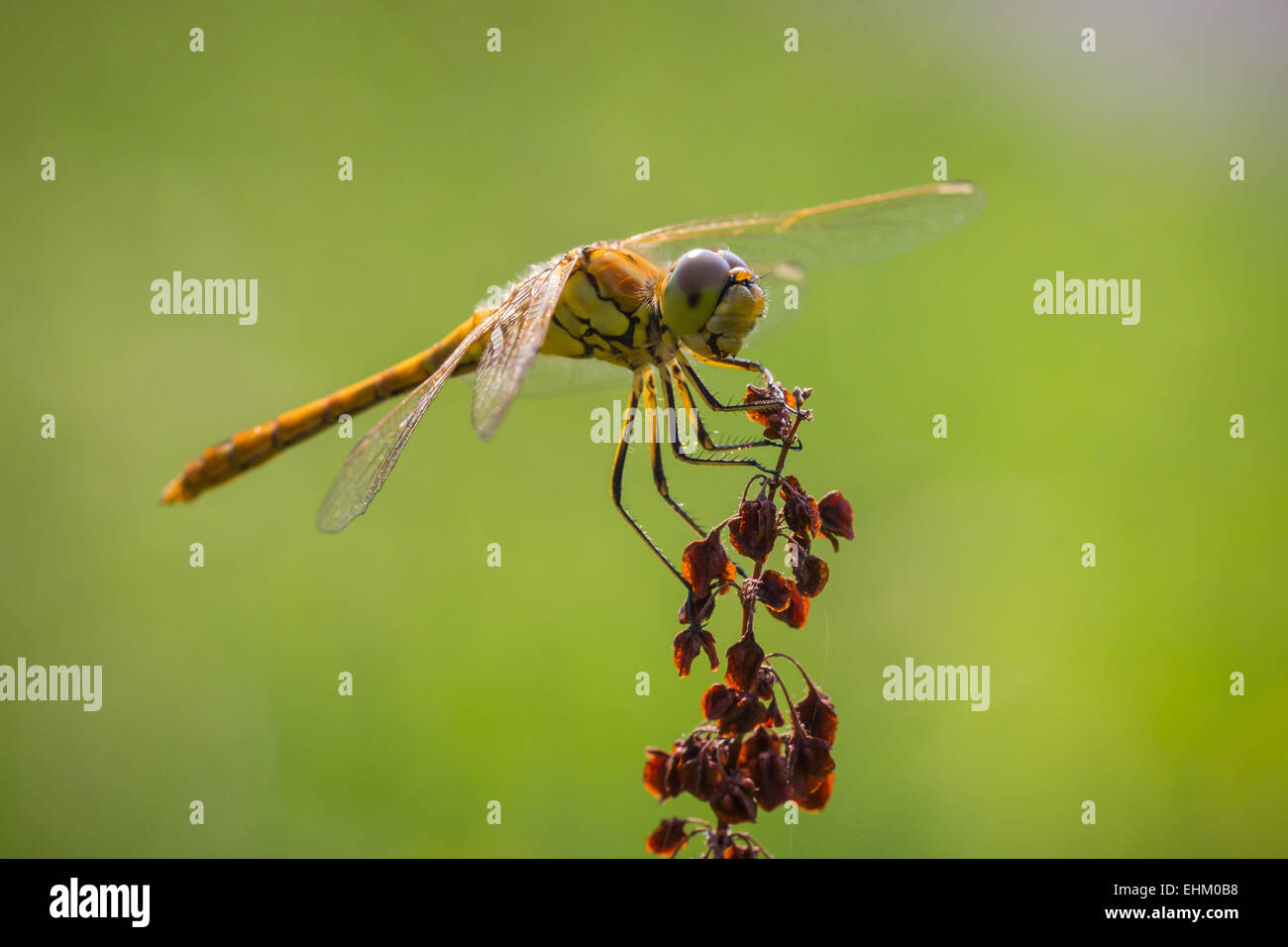 Drying insect hi-res stock photography and images - Alamy