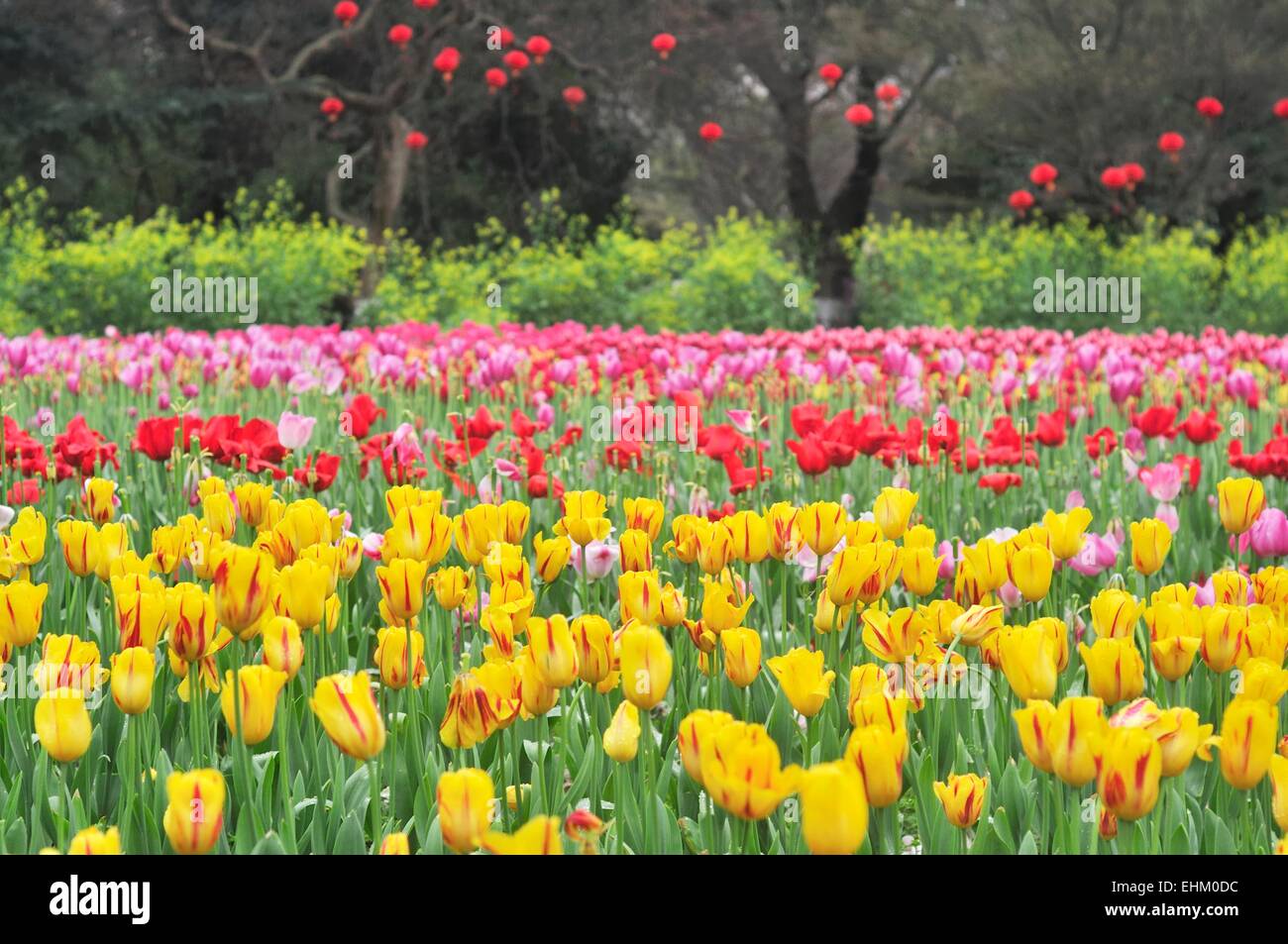 Spring tulip flowers in bloom at the chongqing flowers garden in ...