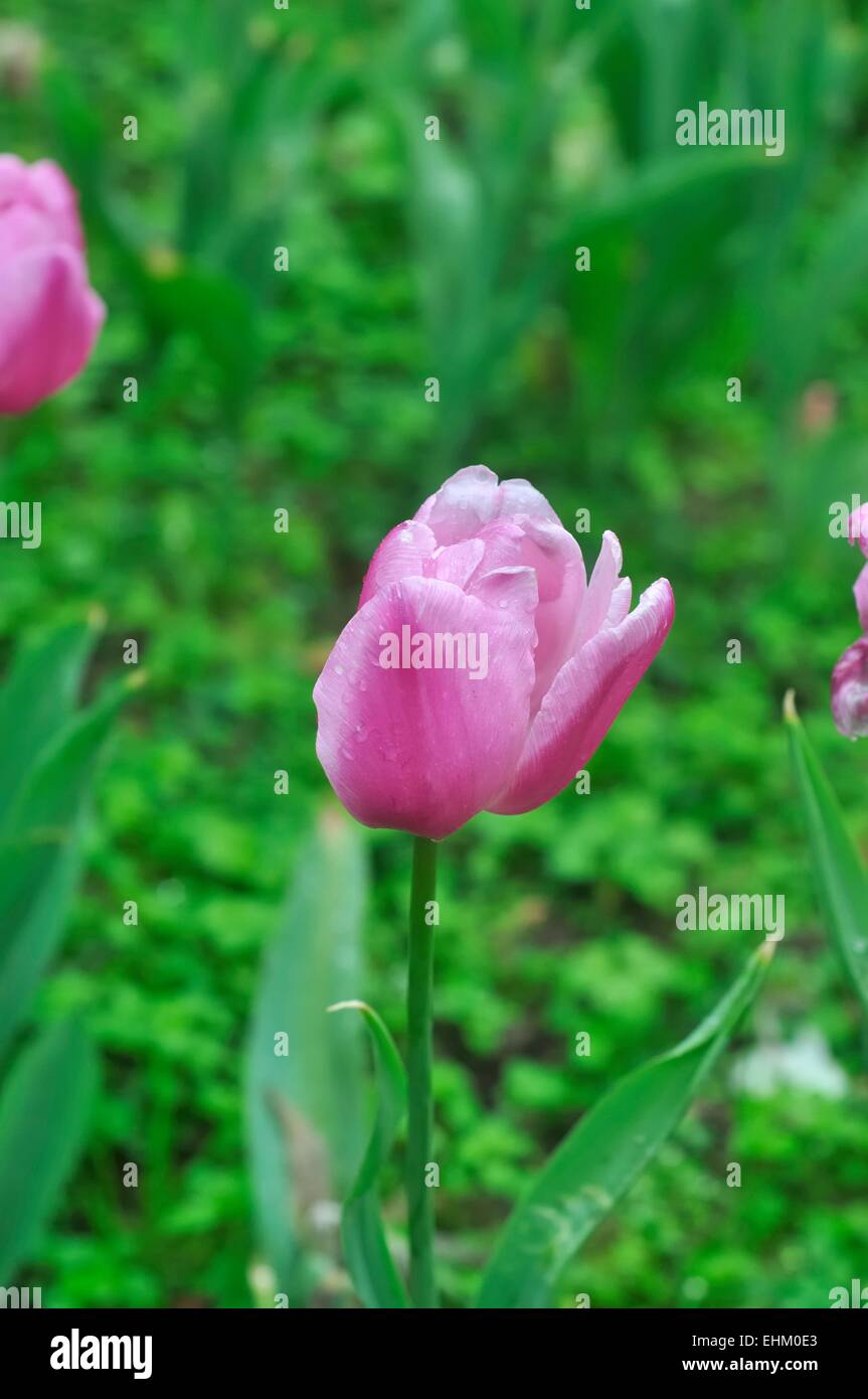 tulips with water drops, watering flowers in garden, springtime Stock ...