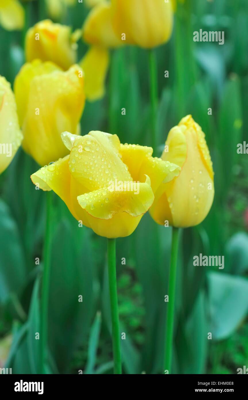 yellow tulips in garden Stock Photo - Alamy