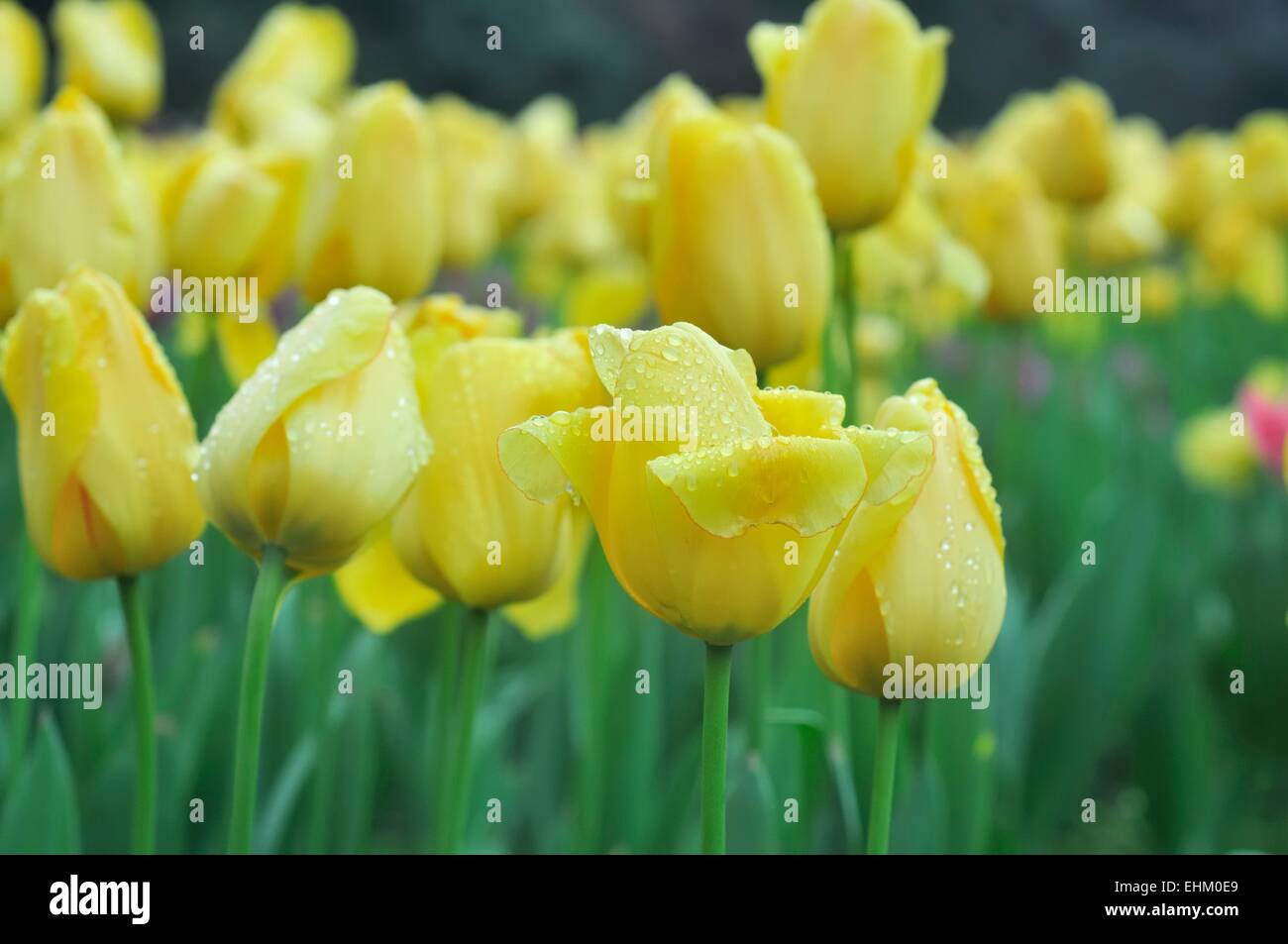 yellow tulips in garden Stock Photo - Alamy
