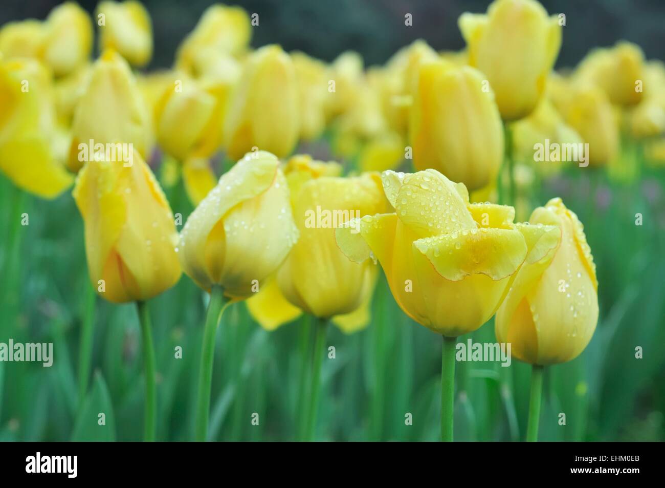 yellow tulips in garden Stock Photo - Alamy