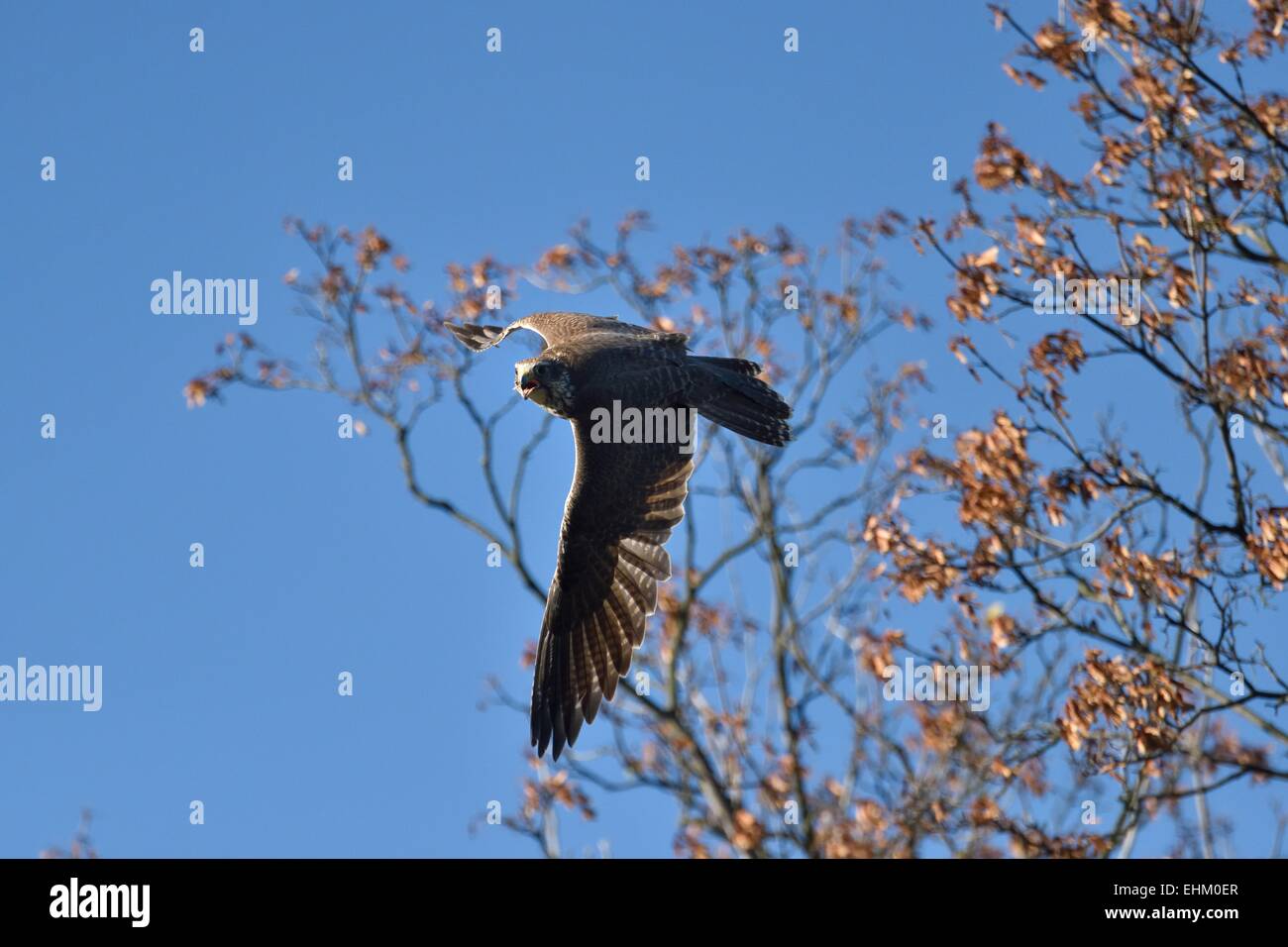 Saker falcons (Falco cherrug) flying in Germany,Europe Stock Photo - Alamy