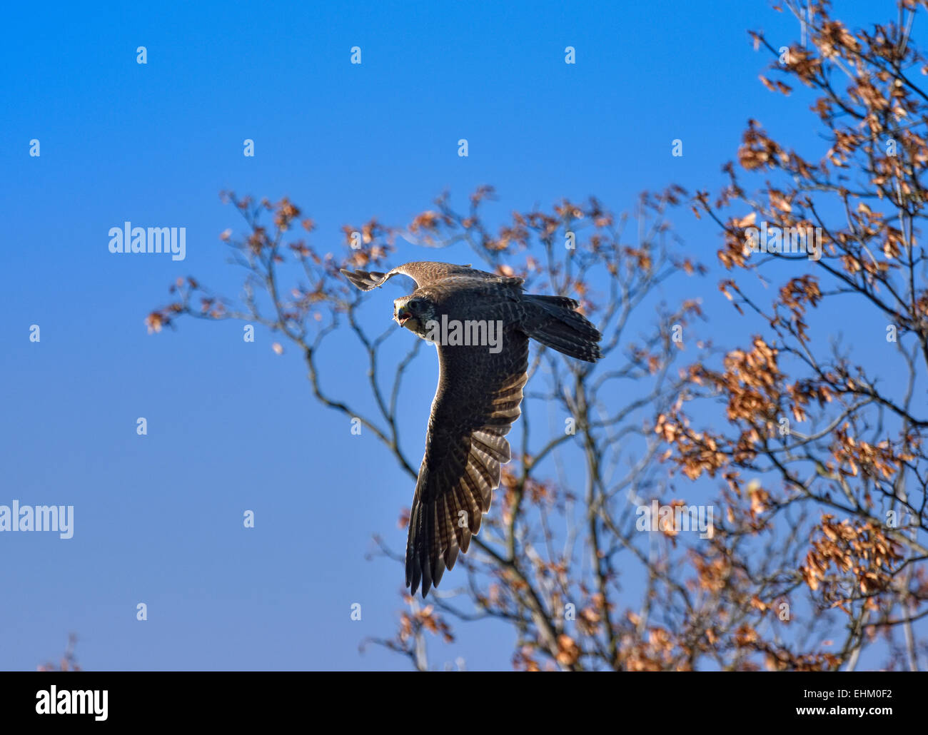 Saker falcons (Falco cherrug) flying in Germany,Europe Stock Photo - Alamy