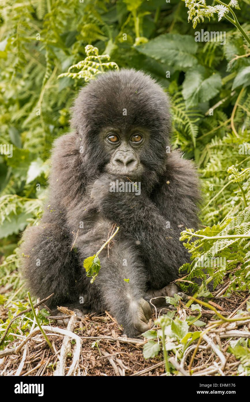 Stock photo of mountain gorilla in Volcanoes National Park, Rwanda ...