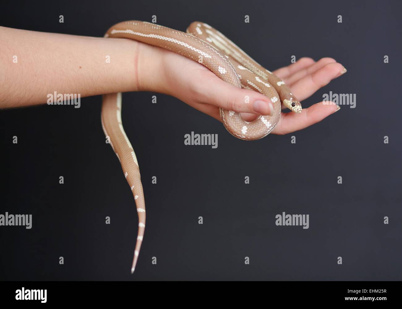 A hand holding a snake Stock Photo - Alamy
