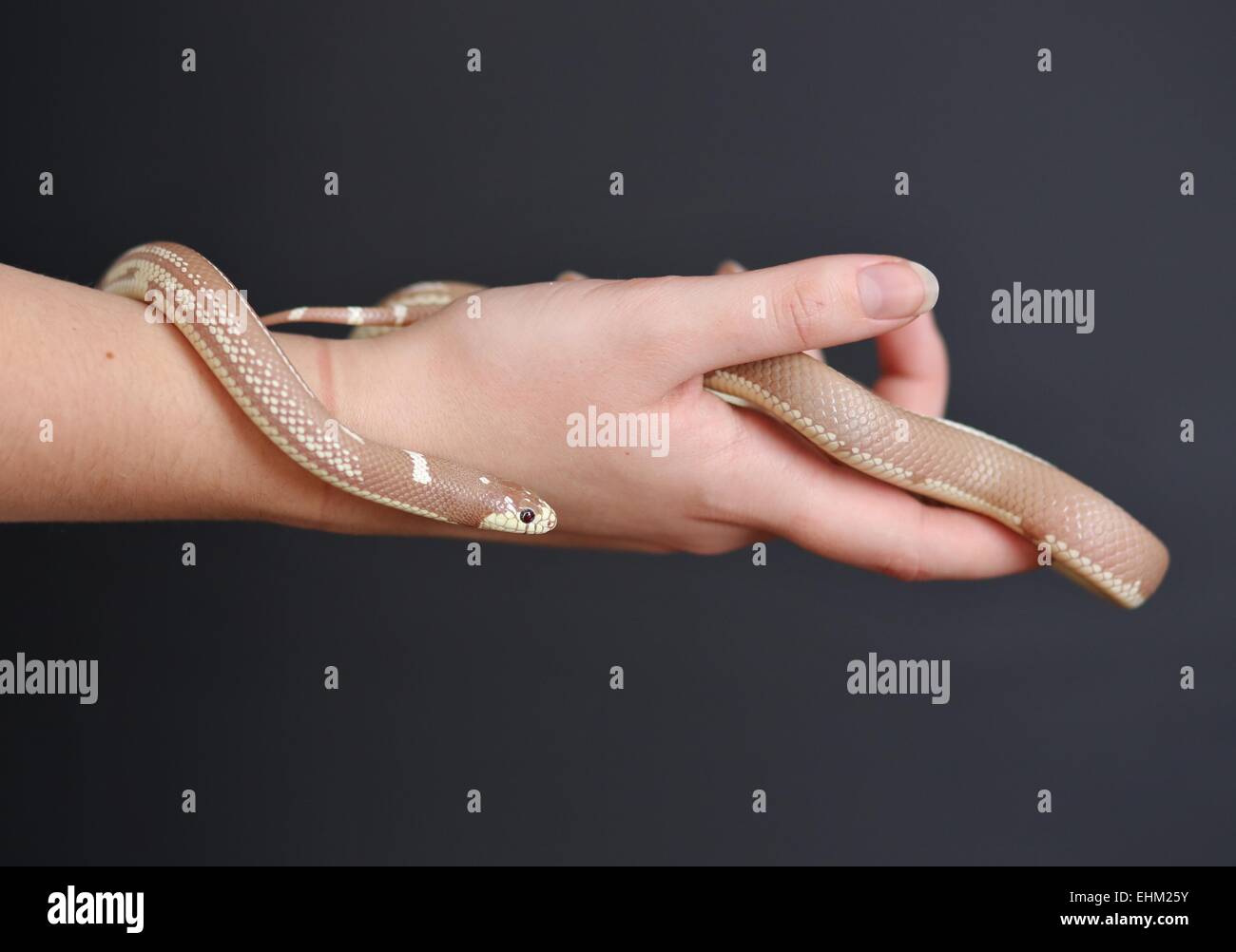 Snake Wrapped Around High Resolution Stock Photography and Images - Alamy