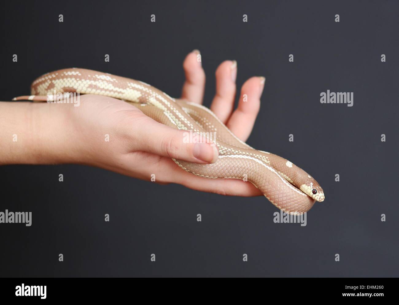 Hand holding snake hi-res stock photography and images - Alamy