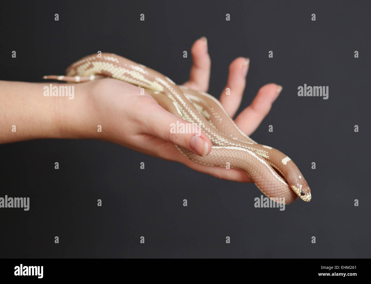 A hand holding a snake Stock Photo - Alamy