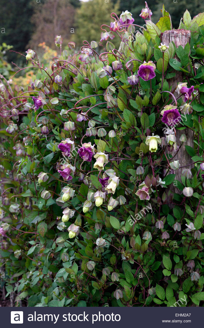 Cup And Saucer Vine Cobaea Scandens Stock Photos & Cup And Saucer Vine ...