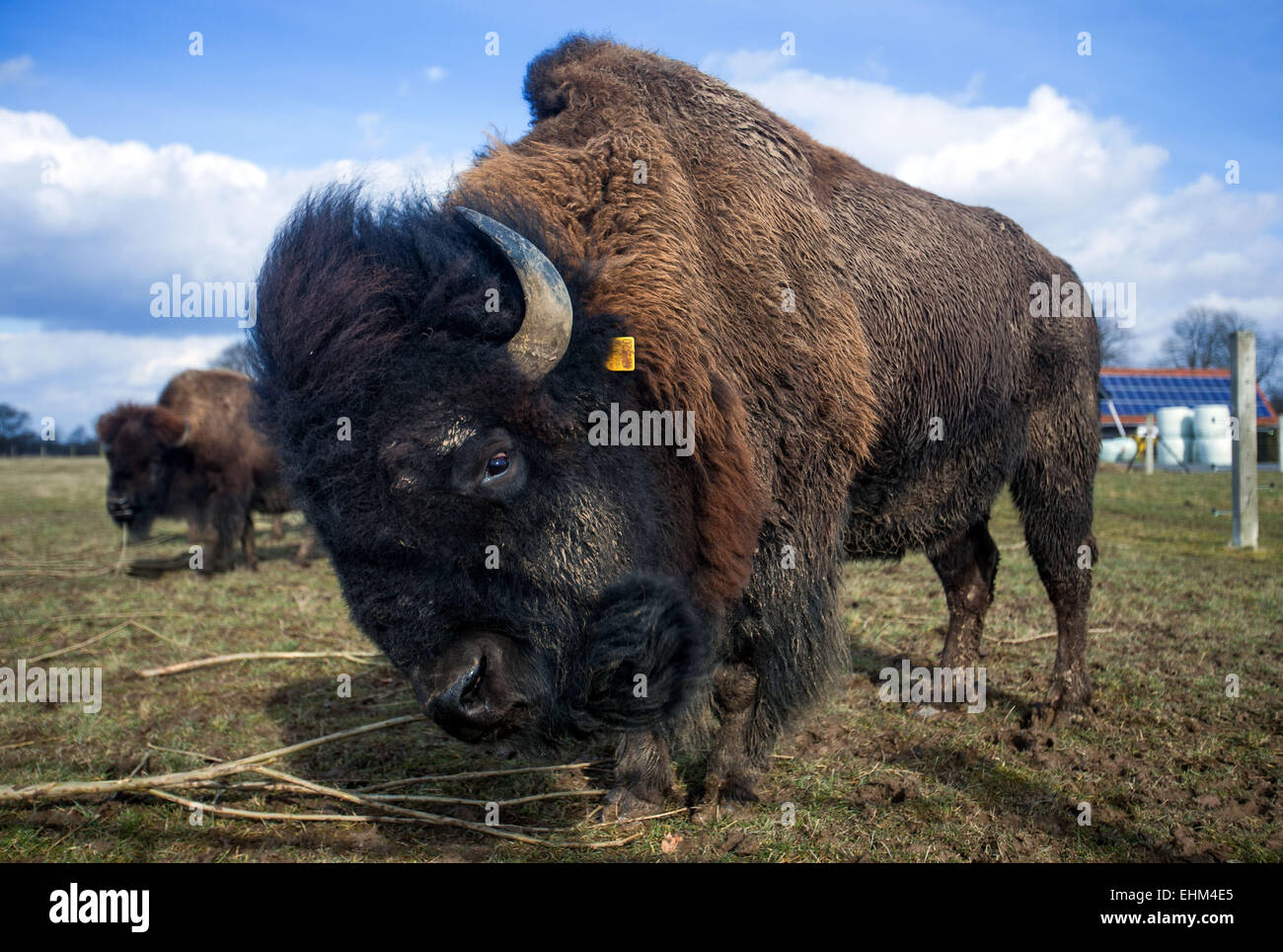 Zuehr, Germany. 3rd Mar, 2015. An eight-year old bison bull stands in a ...
