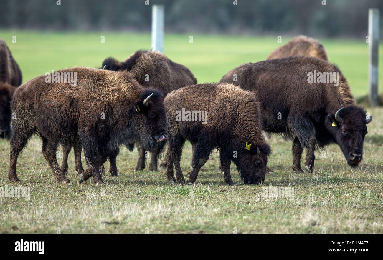 Zuehr, Germany. 3rd Mar, 2015. A herd of bisons roam across a paddock ...