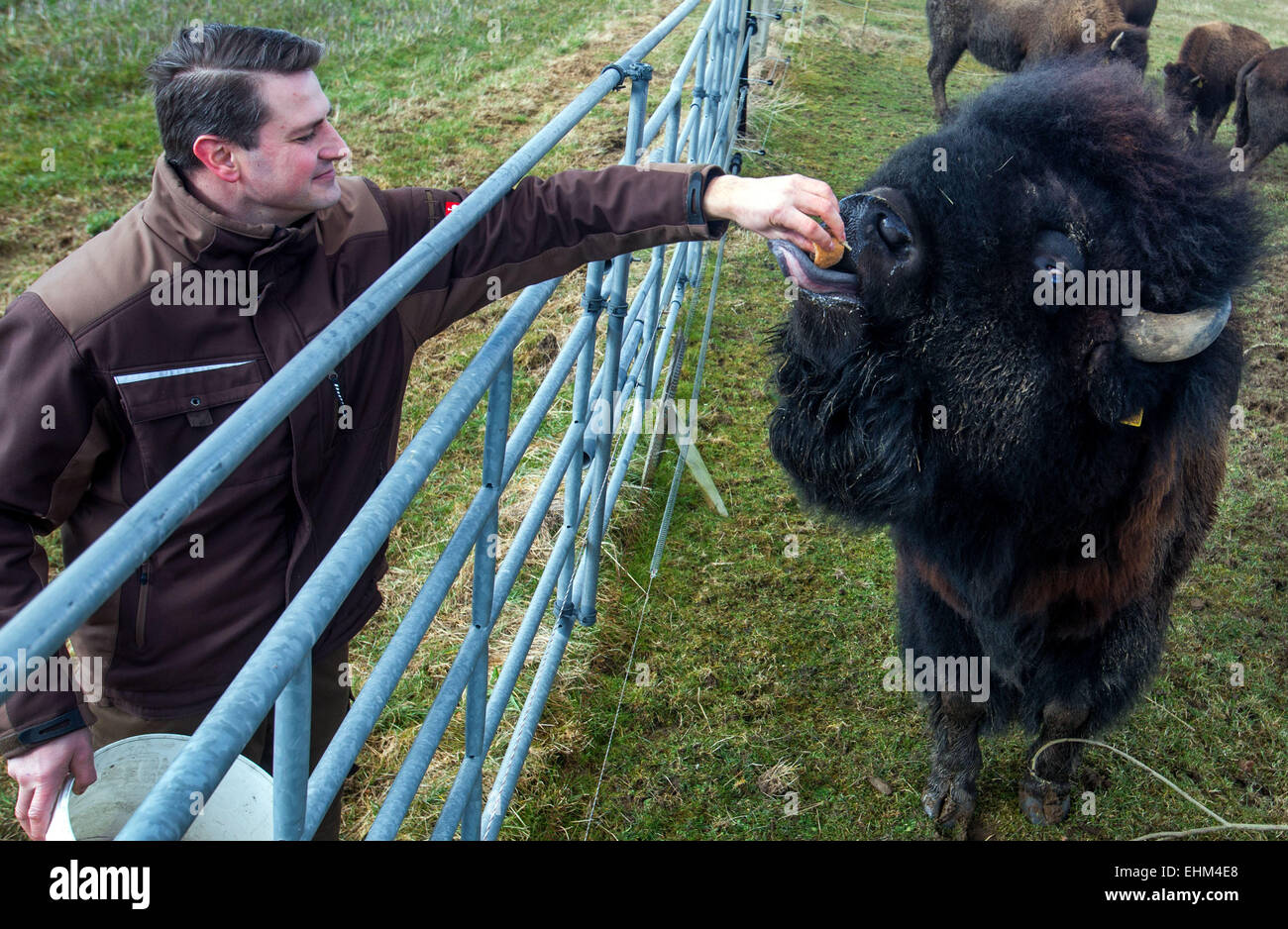 Zuehr, Germany. 3rd Mar, 2015. Breeder Marcel Schulz feeds an eight-year old bison bull in a ...
