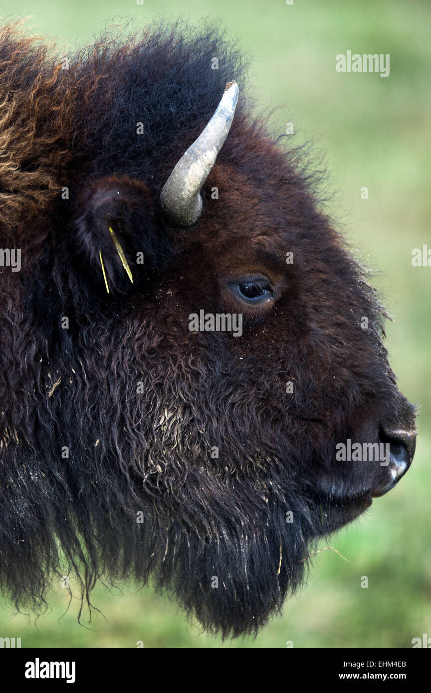 Zuehr, Germany. 3rd Mar, 2015. A bison pup stands in a paddock near ...