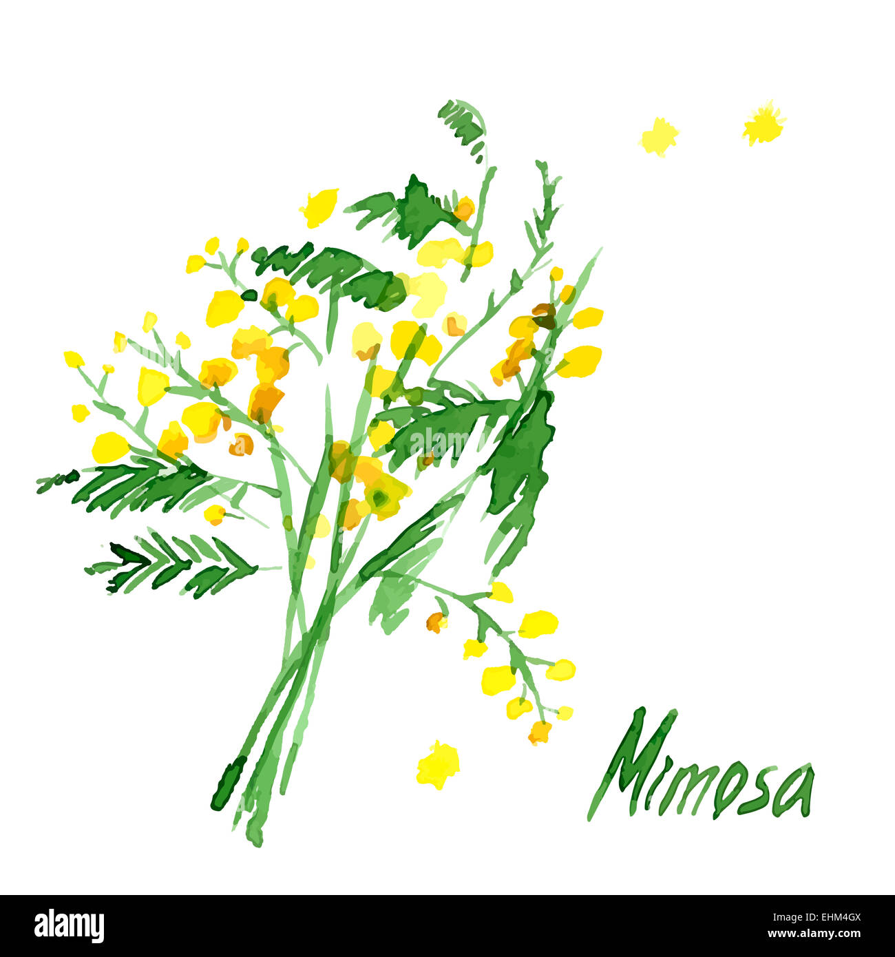 Mimosa Drawing