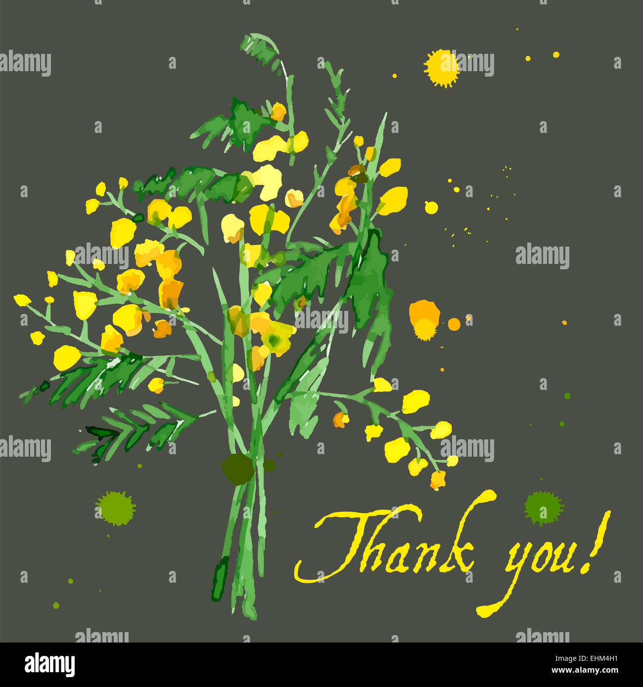 Hand-Drawn Mimosa, Painted in Watercolor. Vector Illustration Stock ...