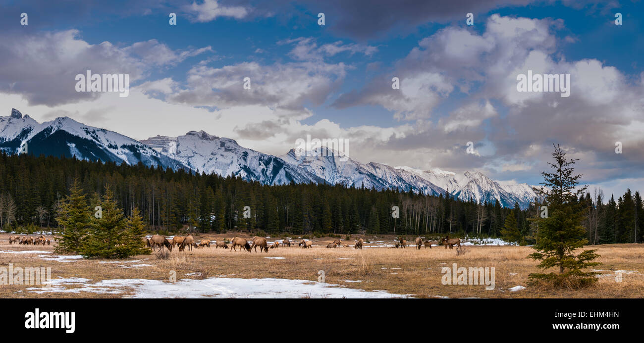 Wild mountain Elk, Banff National Park Alberta Canada Stock Photo - Alamy
