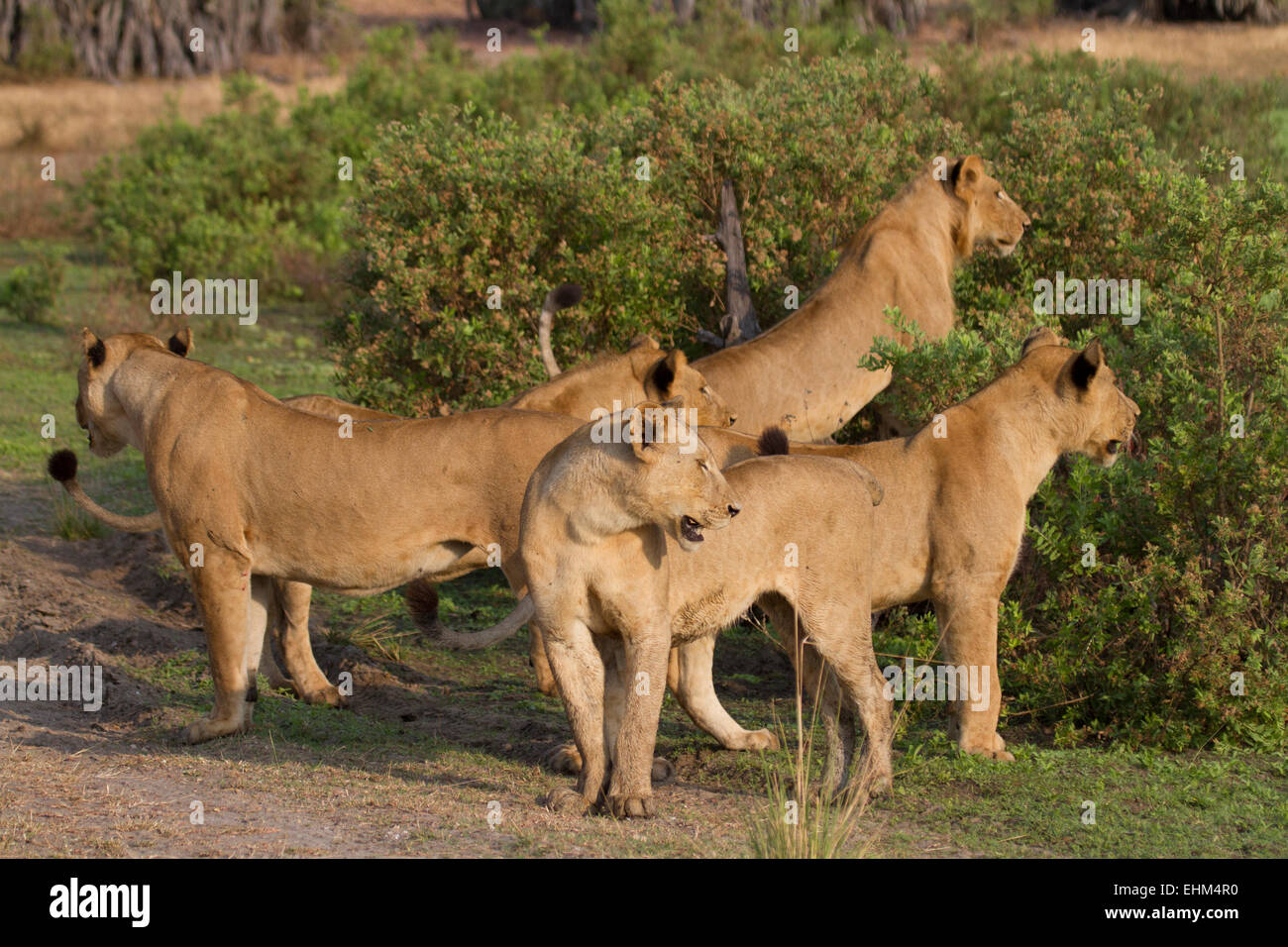 Five lions panthera leo watching intently safari hi-res stock ...