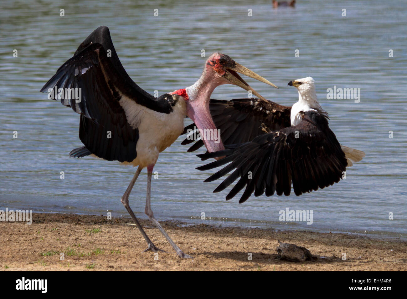 African Fish Eagle and Marabou Stork fighting on a lakes edge Stock ...