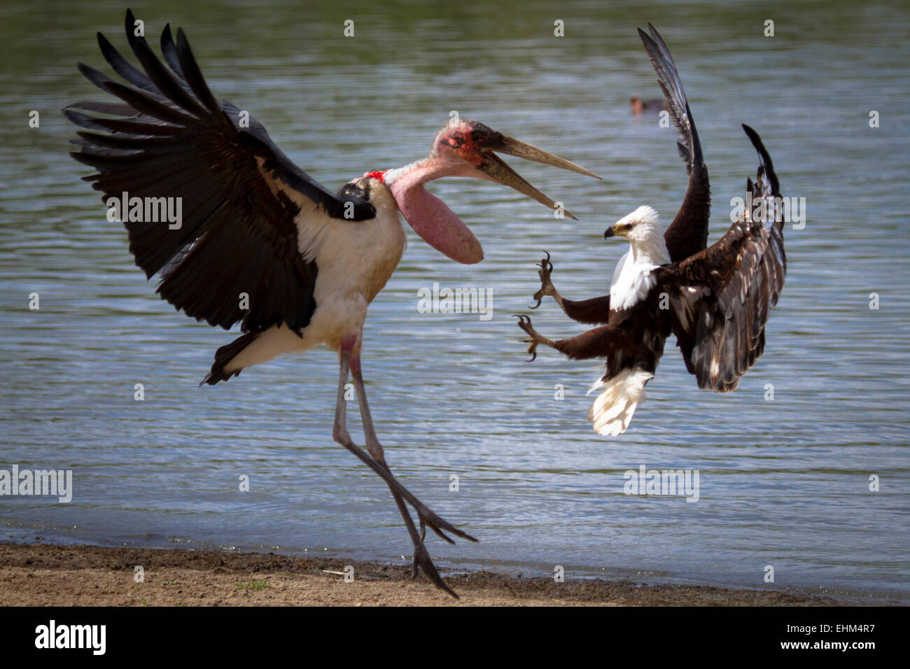 African Fish Eagle and Marabou Stork fighting in mid air Stock Photo ...