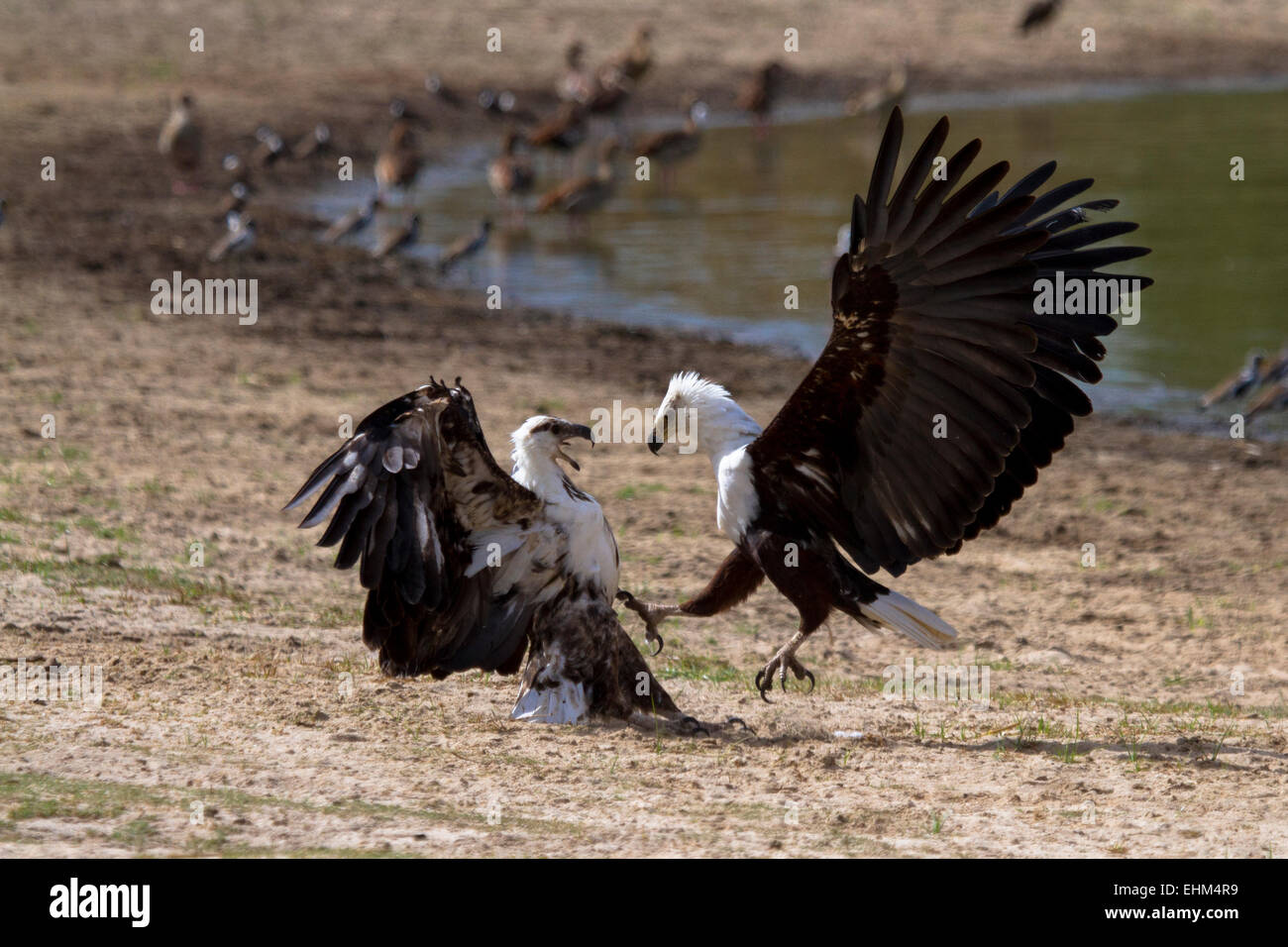 African fish eagle fighting hi-res stock photography and images - Alamy