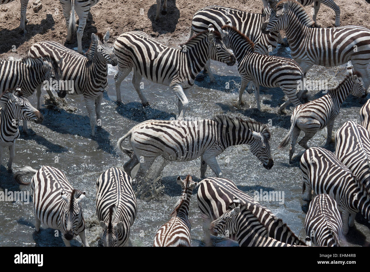 Multiple Zebras in a pool of water Stock Photo - Alamy