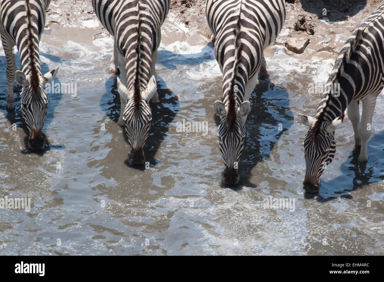 Four Zebras drinking Stock Photo - Alamy