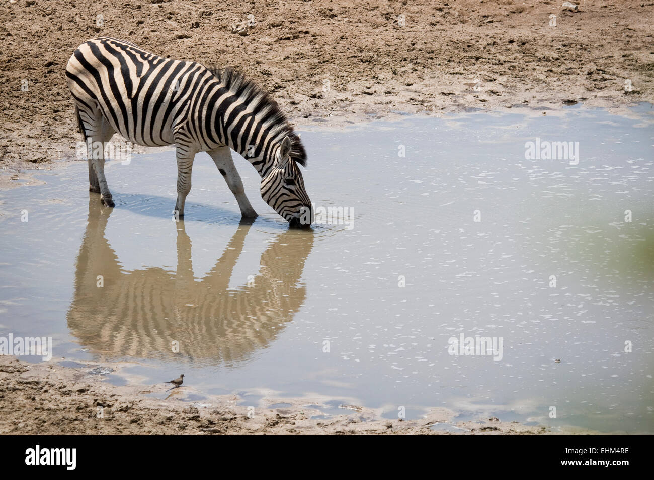 One Zebra having a drink Stock Photo - Alamy