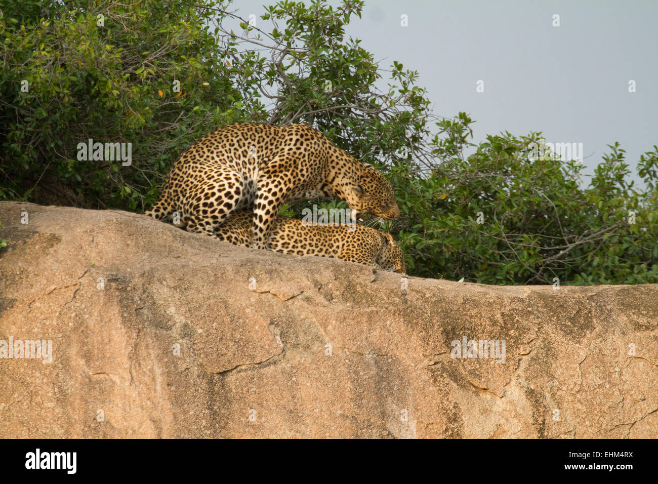 Two Leopards (Panthera pardus) mating Stock Photo - Alamy