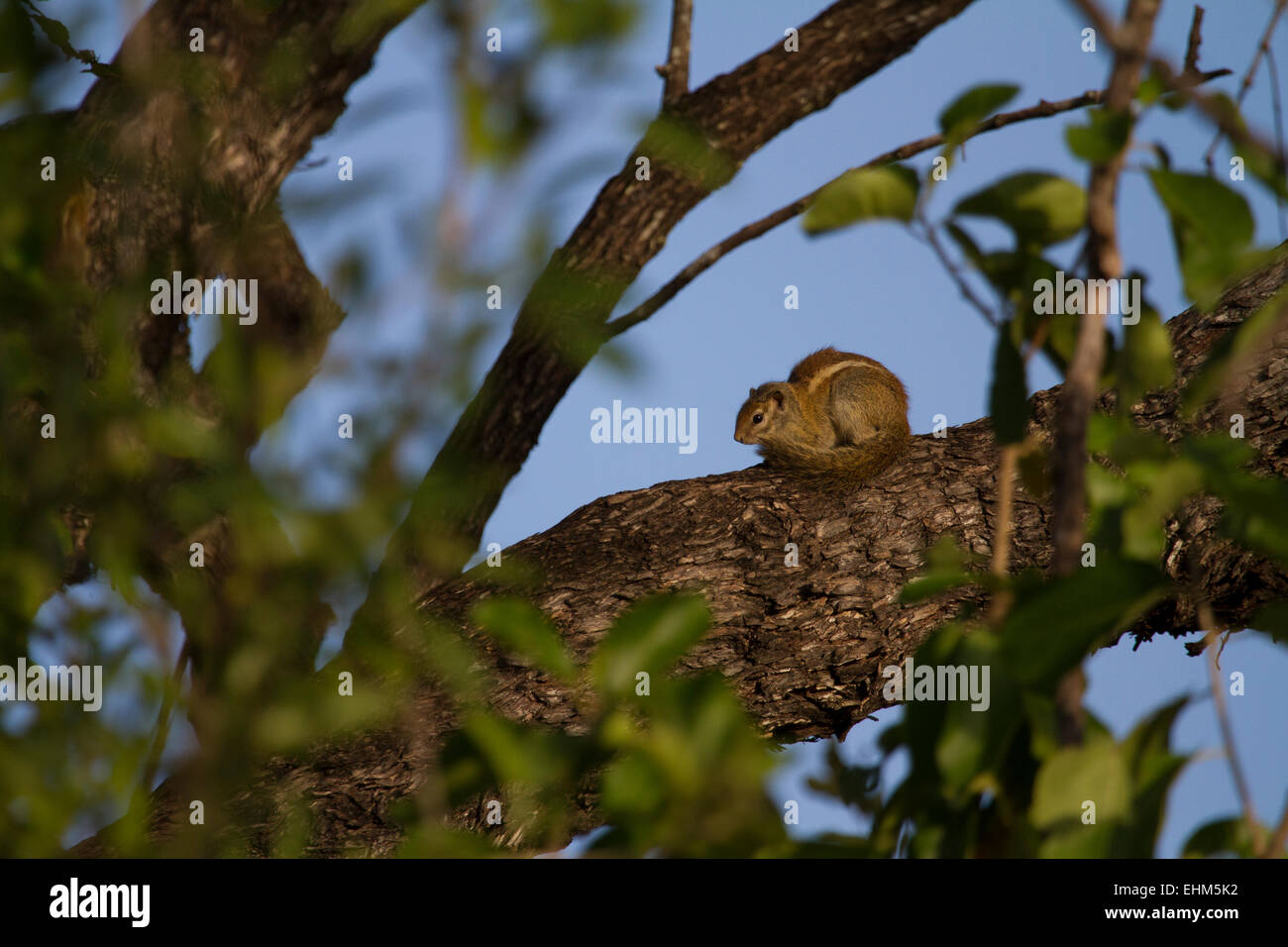 Striped bush squirrel (Paraxerus flavovittis) resting on the branch of ...