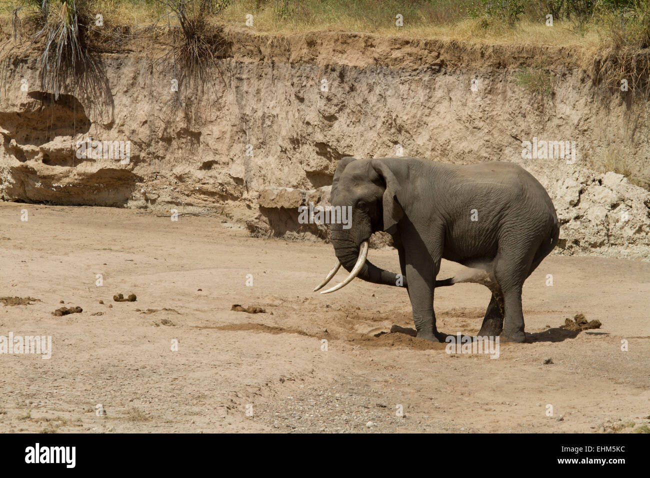 Male African Elephant in a dry river bed, digging for water Stock Photo ...