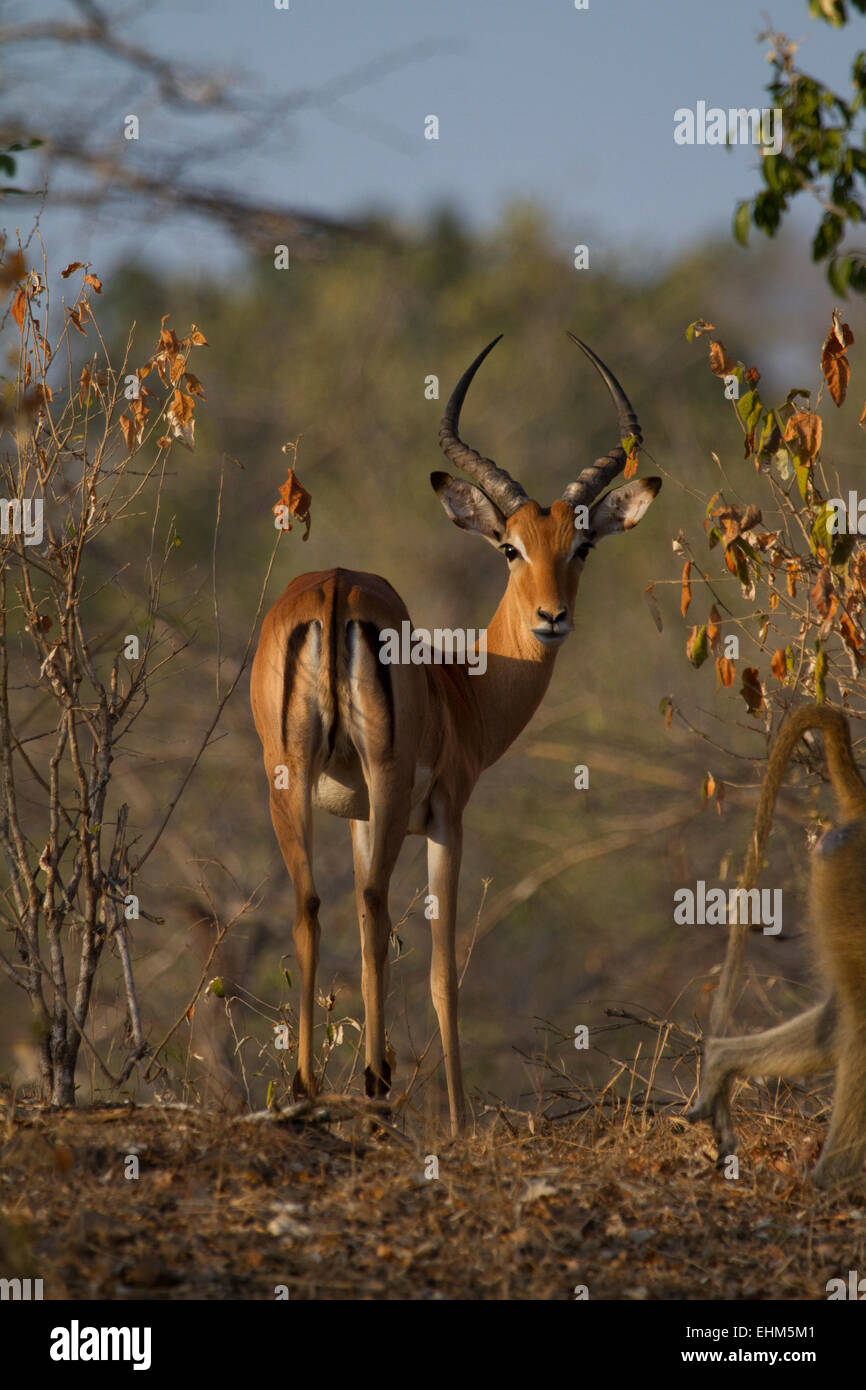 Majestic impala hi-res stock photography and images - Alamy