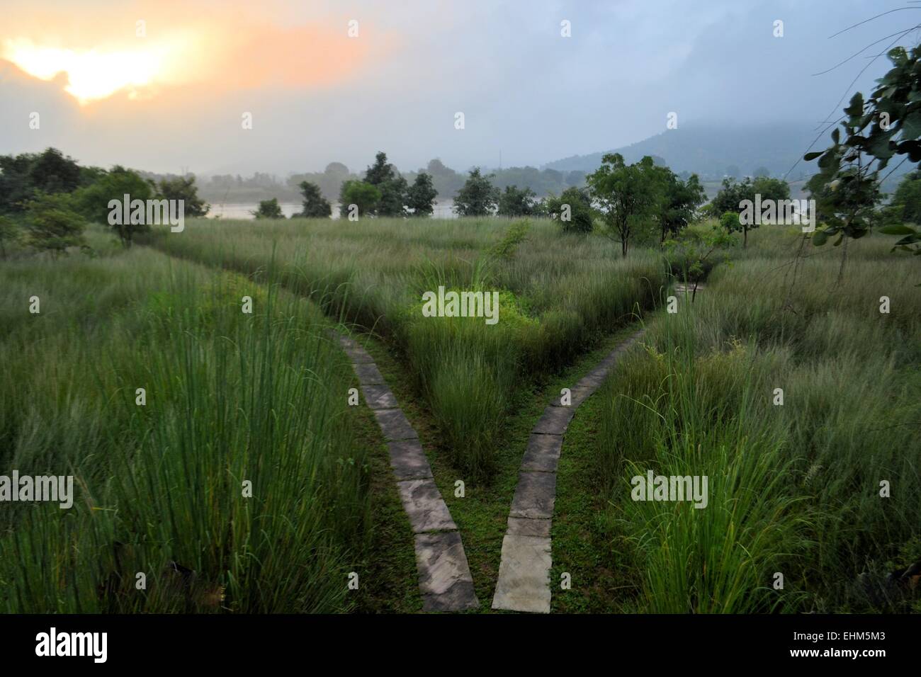 Forest path fork hi-res stock photography and images - Alamy