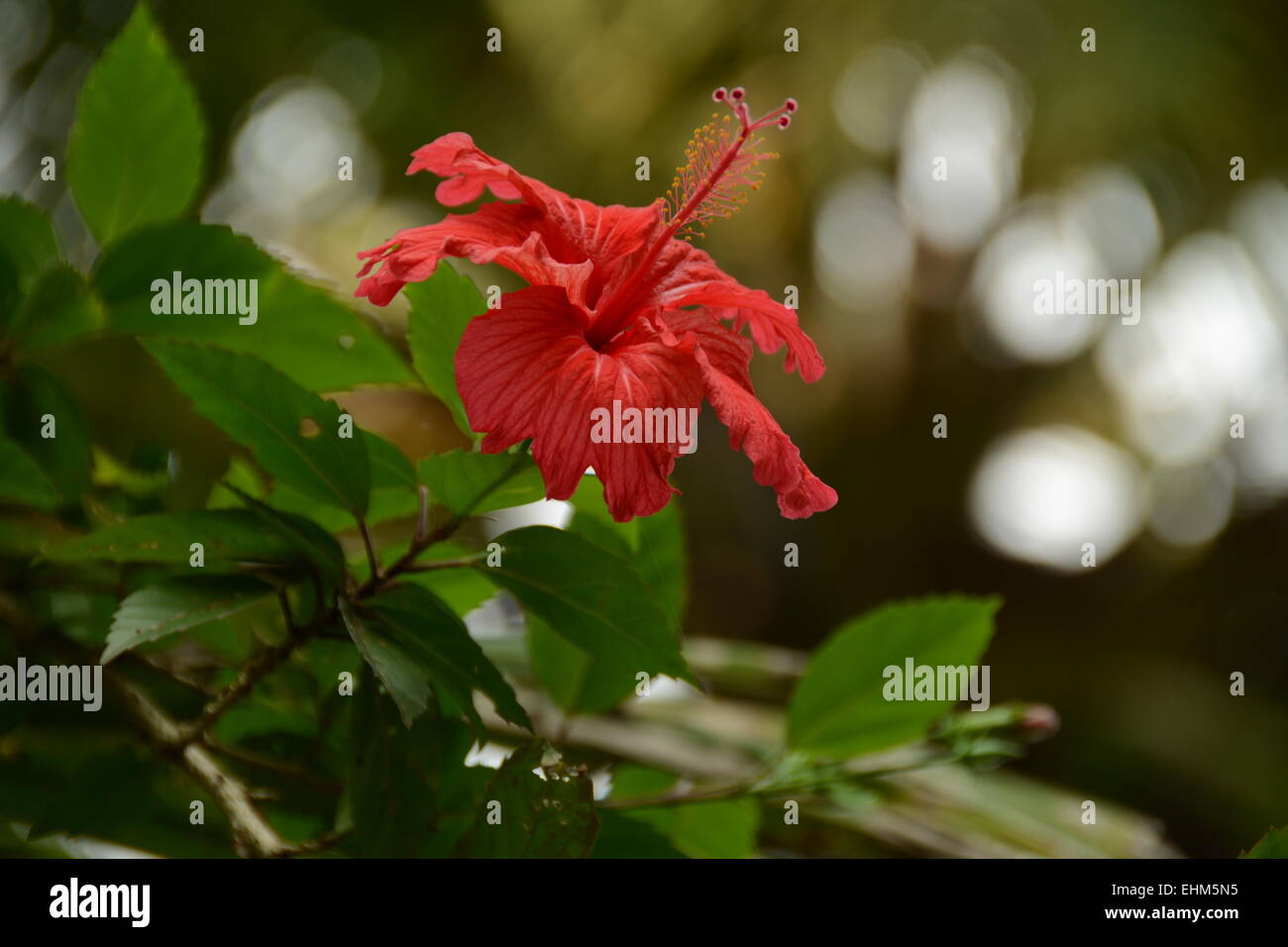Red Hibiscus flower- Its medicinal Plant Stock Photo - Alamy