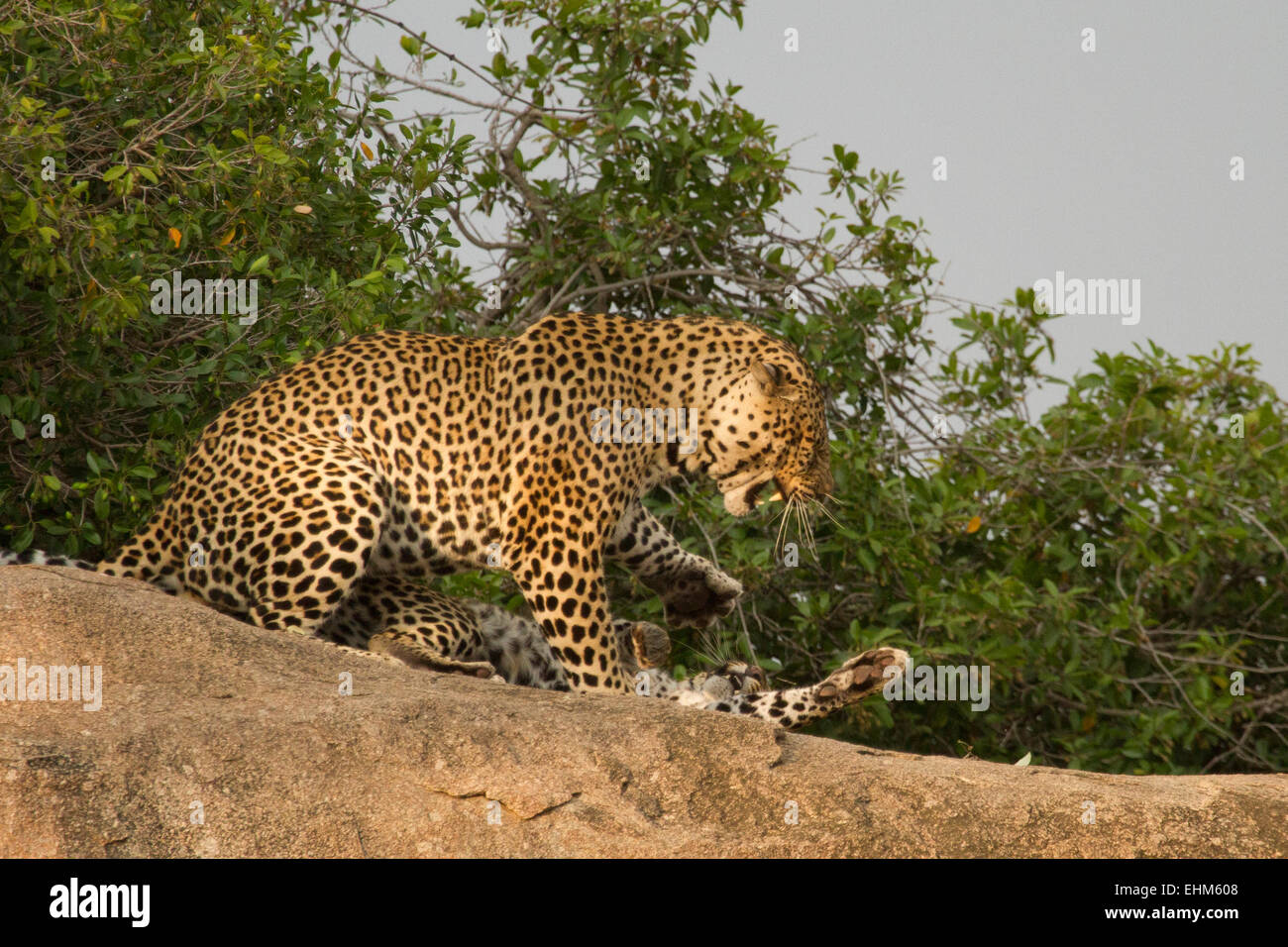 Two Leopards (Panthera pardus) fighting Stock Photo - Alamy