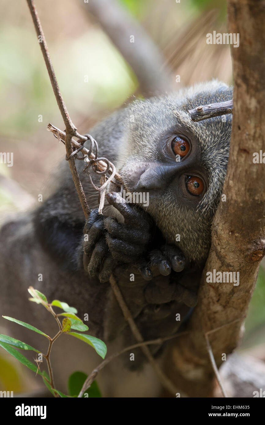 Blue monkey or diademed monkey (Cercopithecus mitis Stock Photo - Alamy