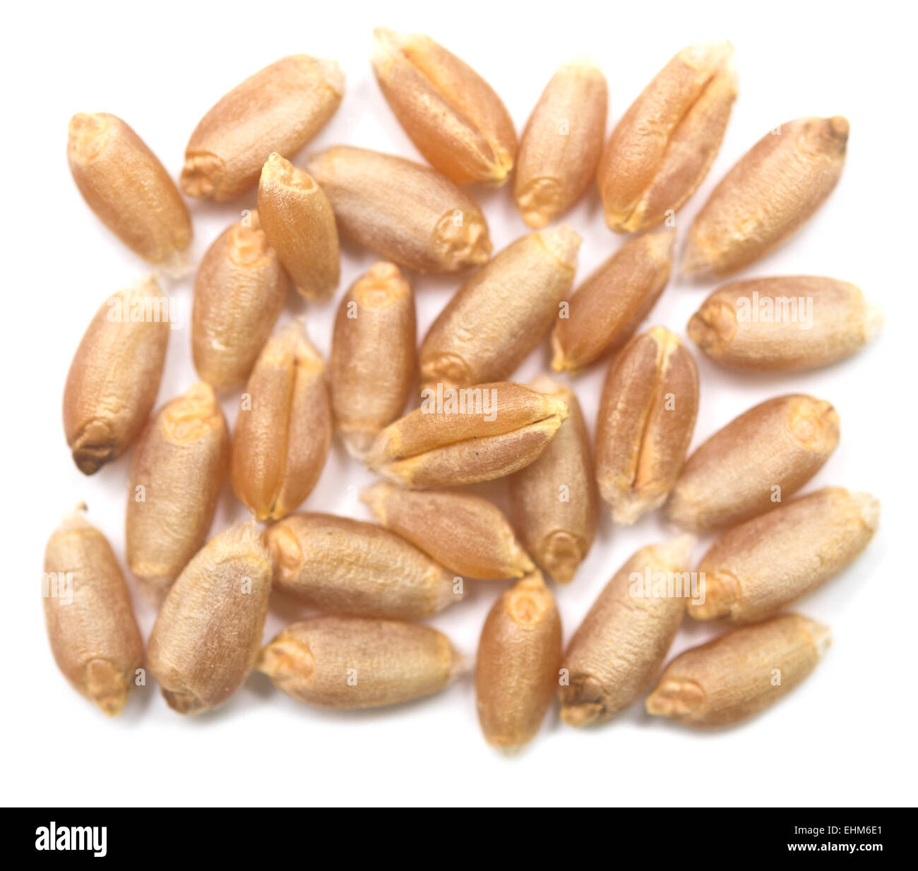wheat grain isolated on white background Stock Photo - Alamy