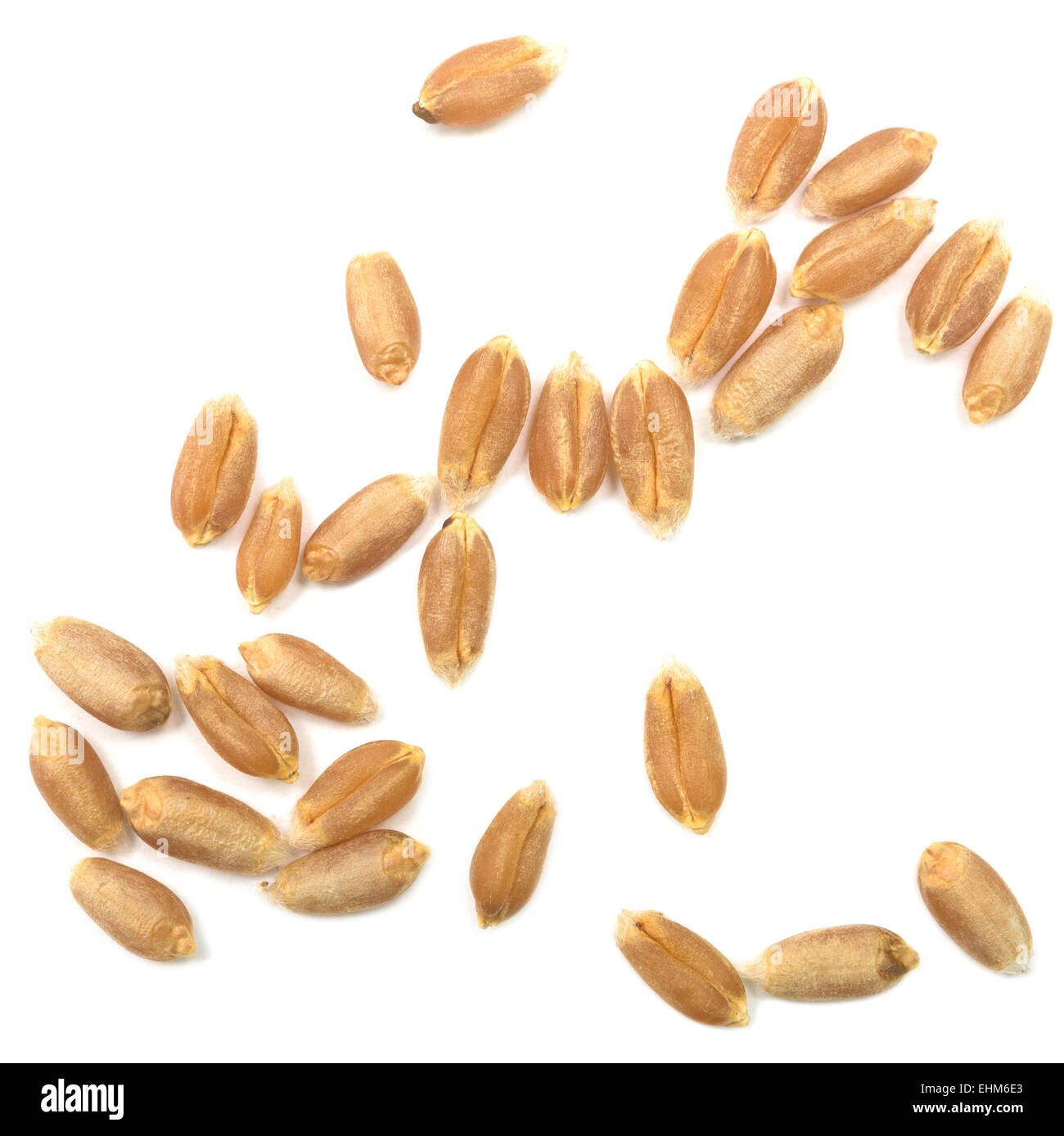 wheat grain isolated on white background Stock Photo - Alamy