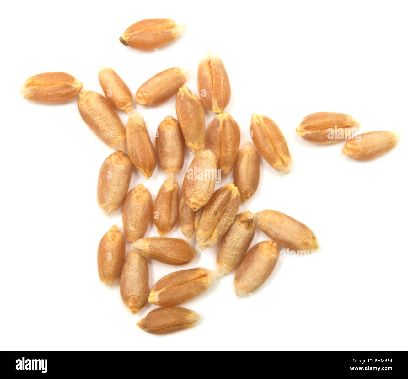 wheat grain isolated on white background Stock Photo - Alamy