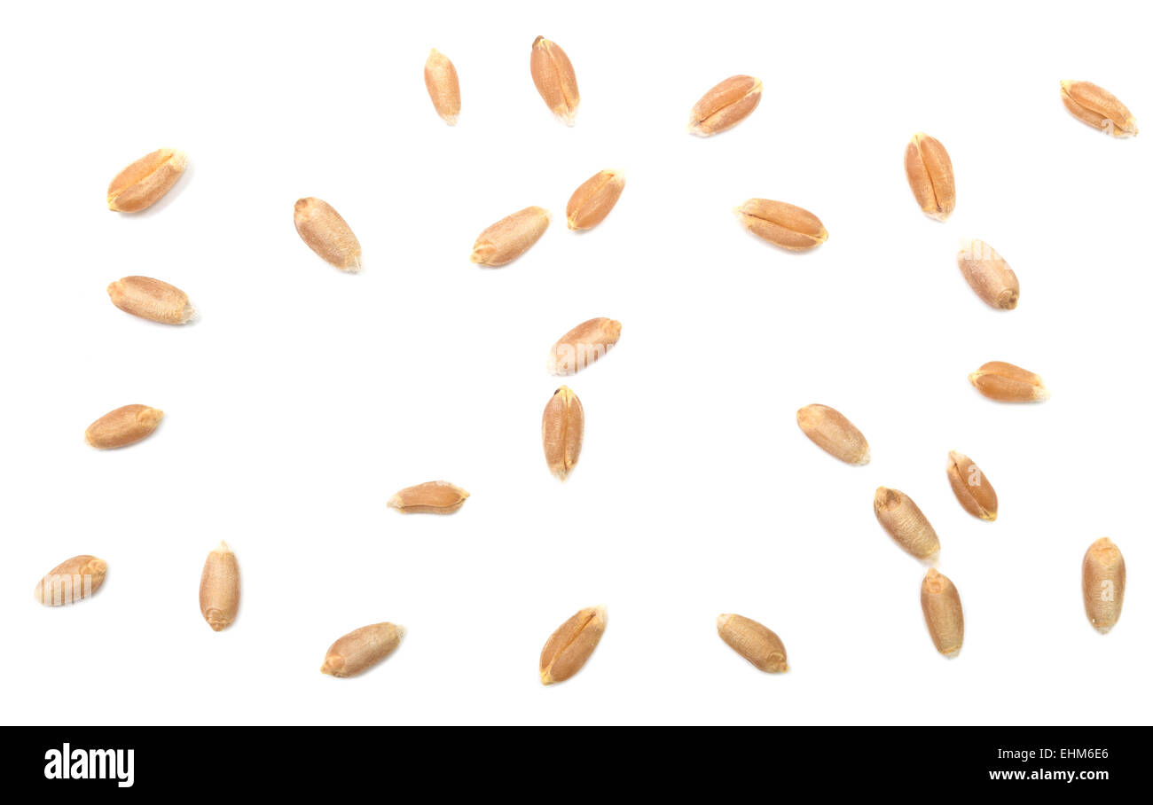 wheat grain isolated on white background Stock Photo - Alamy