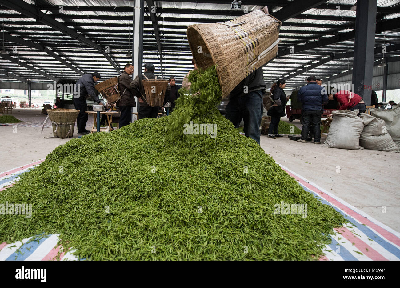 Ya'an, China's Sichuan Province. 14th Mar, 2015. Tea farmers sell fresh ...