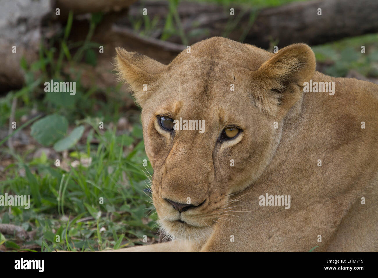 Blind in one eye hi-res stock photography and images - Alamy