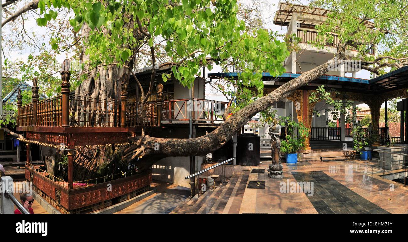 Buddha under a Bodhi Tree in Colombo Sri Lanka Stock Photo - Alamy