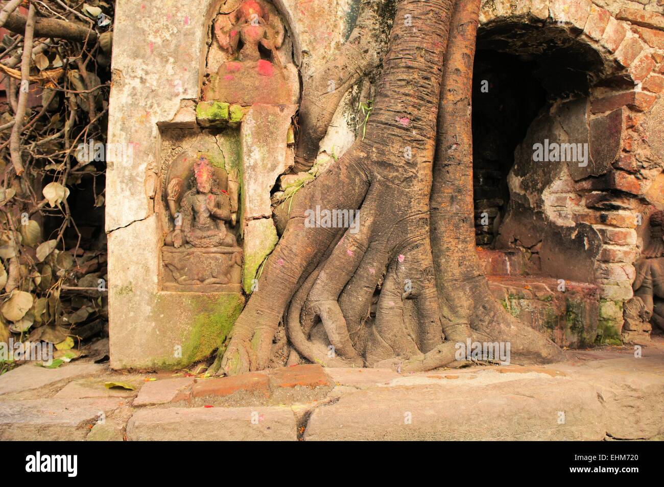 Hindu tree hi-res stock photography and images - Alamy