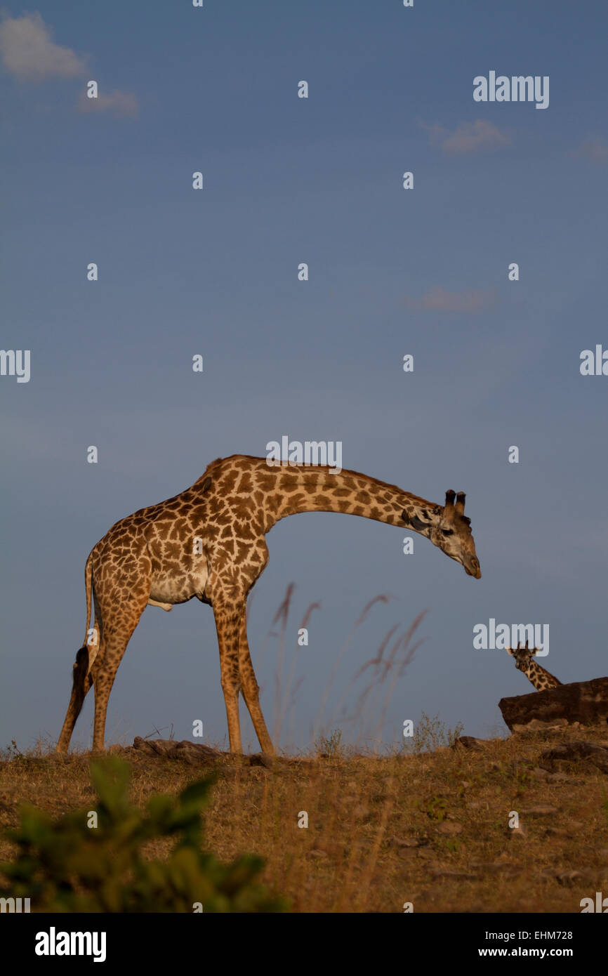 Giraffe appearing to be looking down at a very small Giraffe, but it's ...