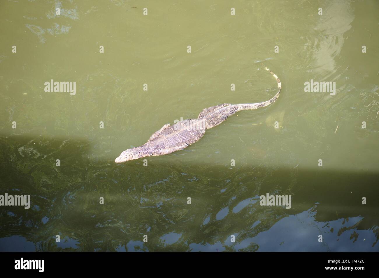 Water monitor lizard, a common sight in Bangkok's canals Stock Photo ...