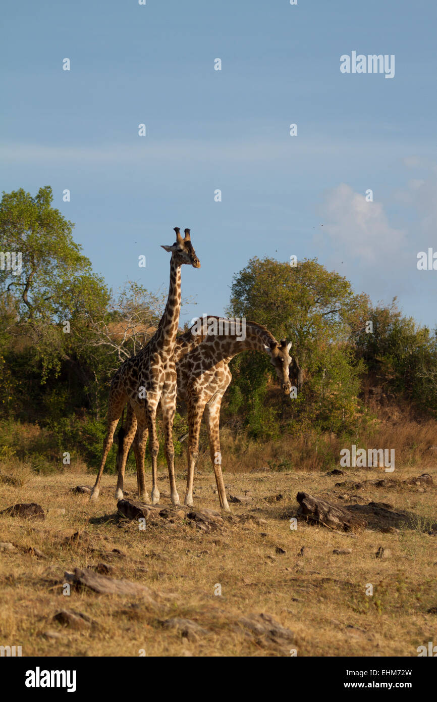 Two male Giraffes fighting or necking Stock Photo - Alamy
