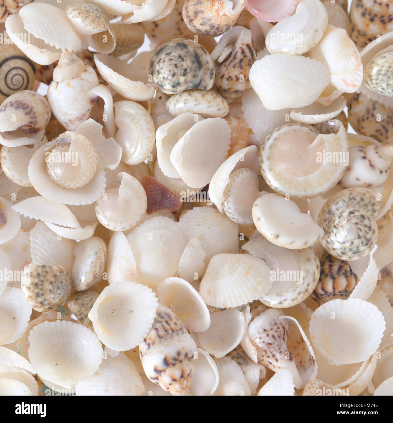 Shells background, many simple small shells, white Stock Photo - Alamy