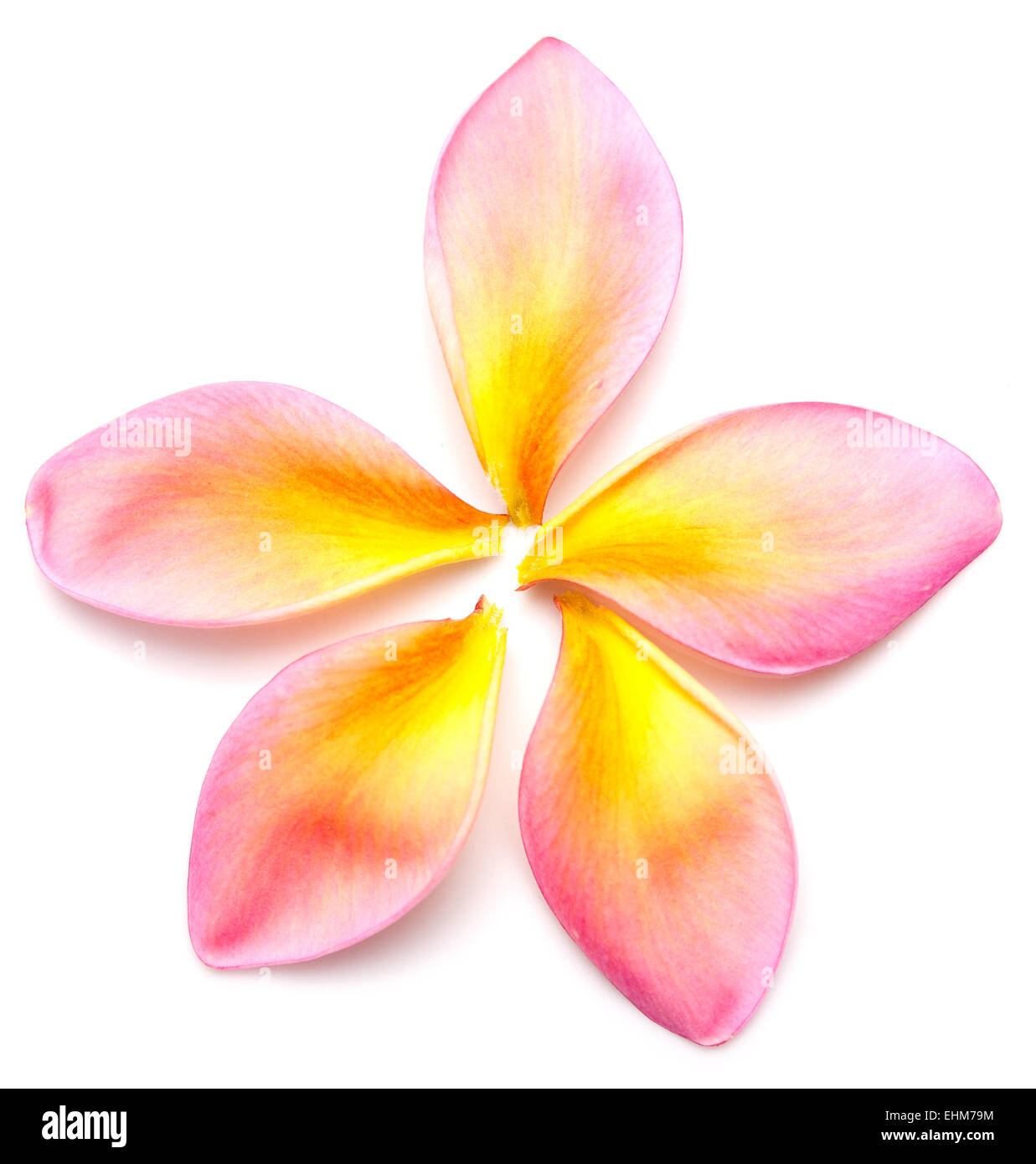 Flower Petal Shape
